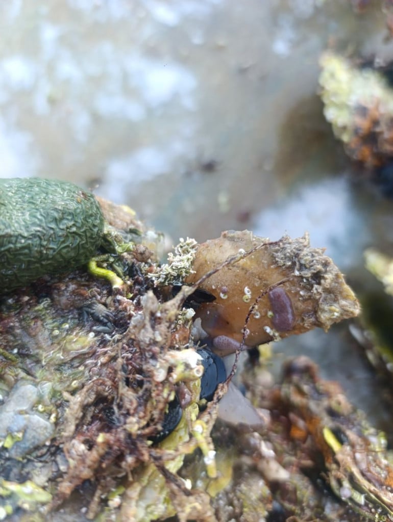 U Neumu pronađena periska koja je skoro izumrla u Jadranu